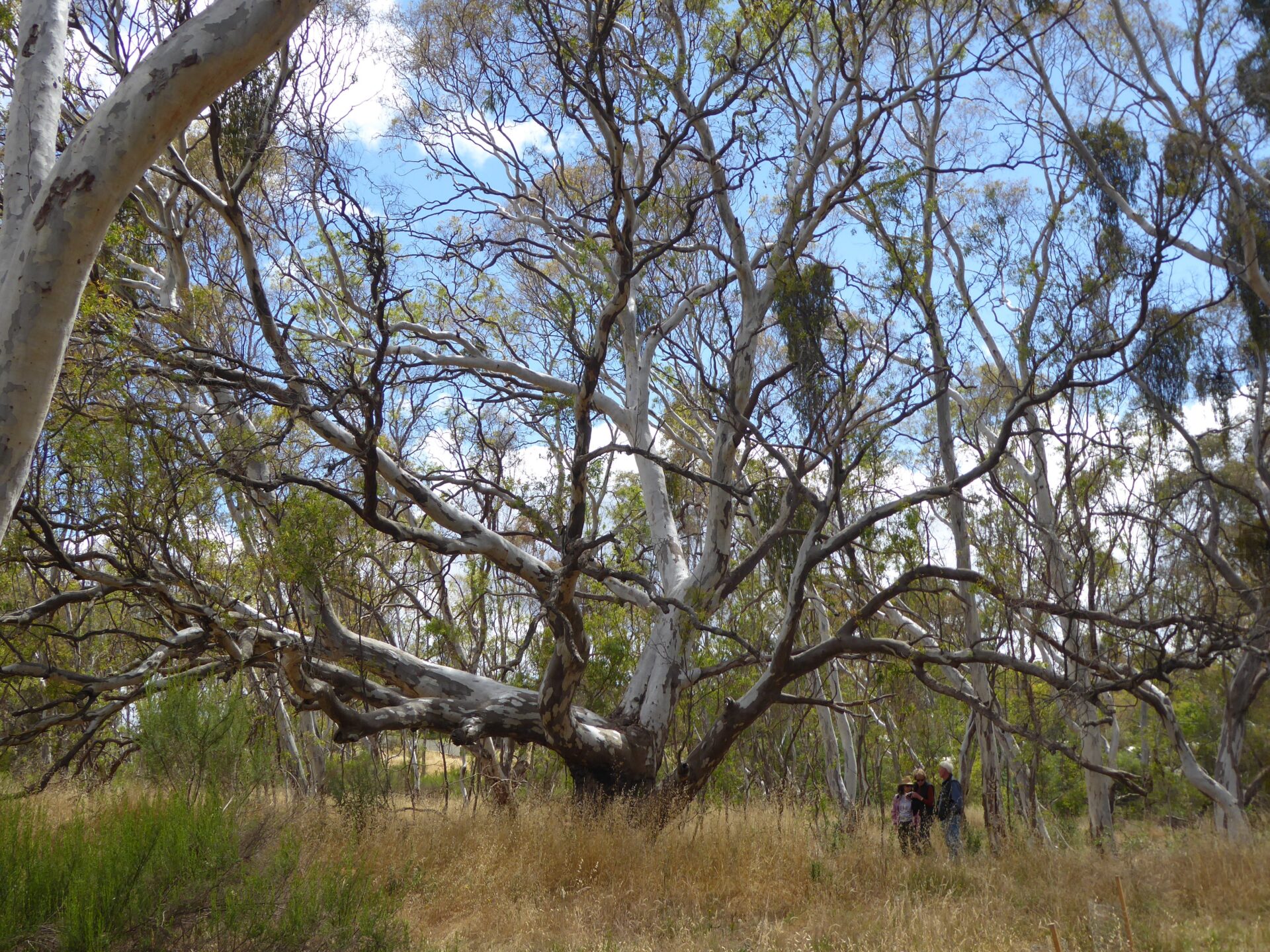 Regenerate before it’s too late – Wararack Initiatives